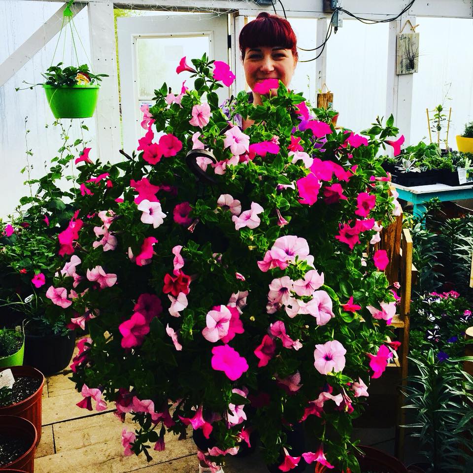 Hanging Basket | Violet Gardens & Greenhouse
