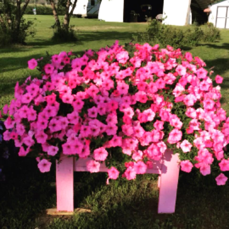 Hanging Basket | Violet Gardens & Greenhouse